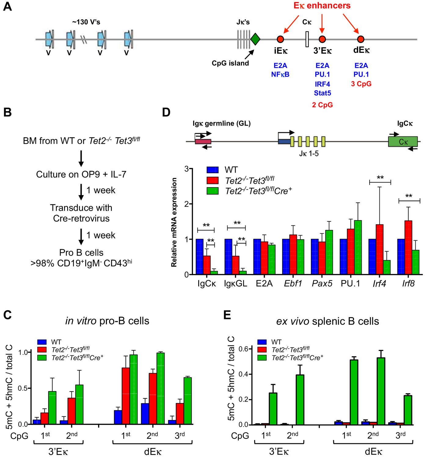 Tet2 And Tet3 Cooperate With B Lineage Transcription Factors To