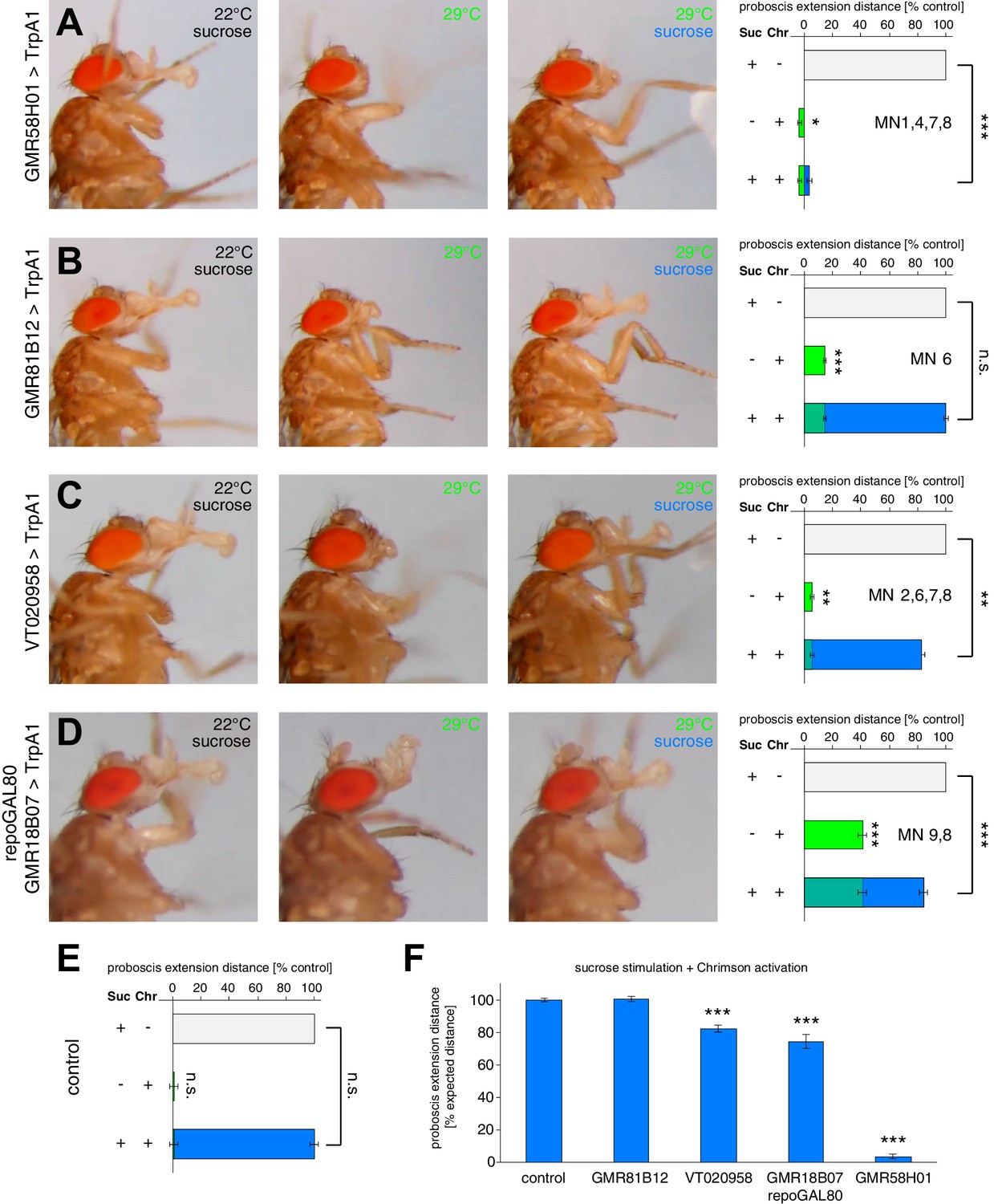 Figures And Data In Motor Control Of Drosophila Feeding Behavior Elife