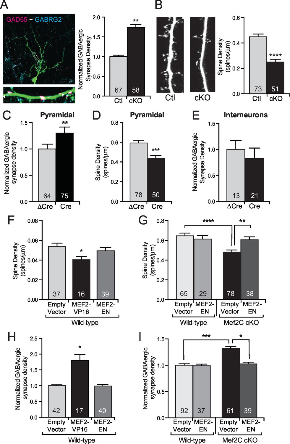 Mef2c Regulates Cortical Inhibitory And Excitatory Synapses And