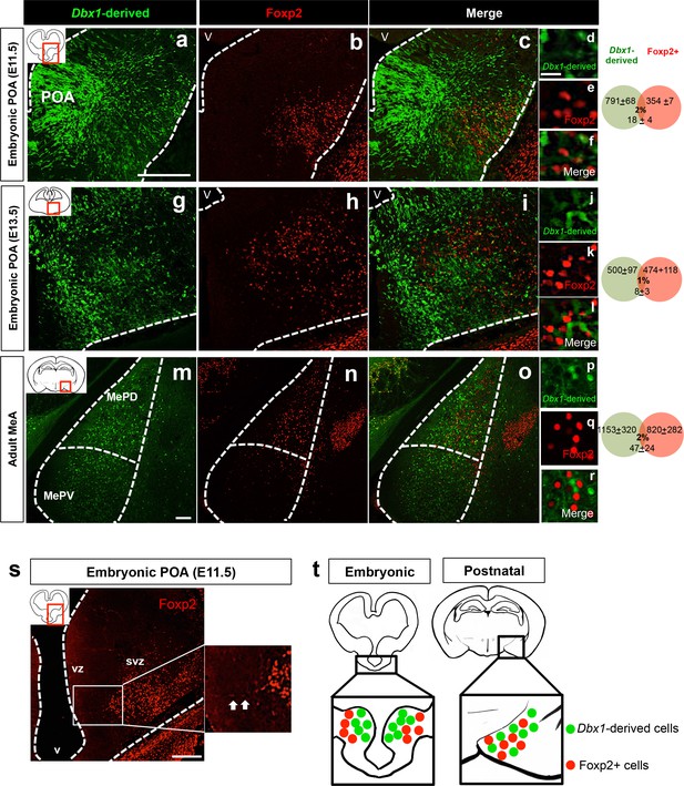 Figures And Data In Embryonic Transcription Factor Expression In Mice