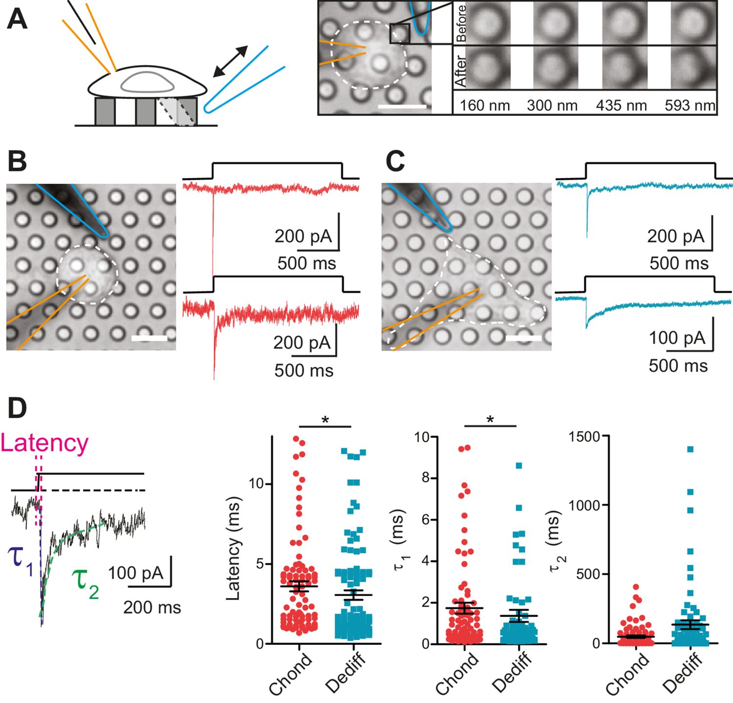 Direct measurement of TRPV4 and PIEZO1 activity reveals multiple ...