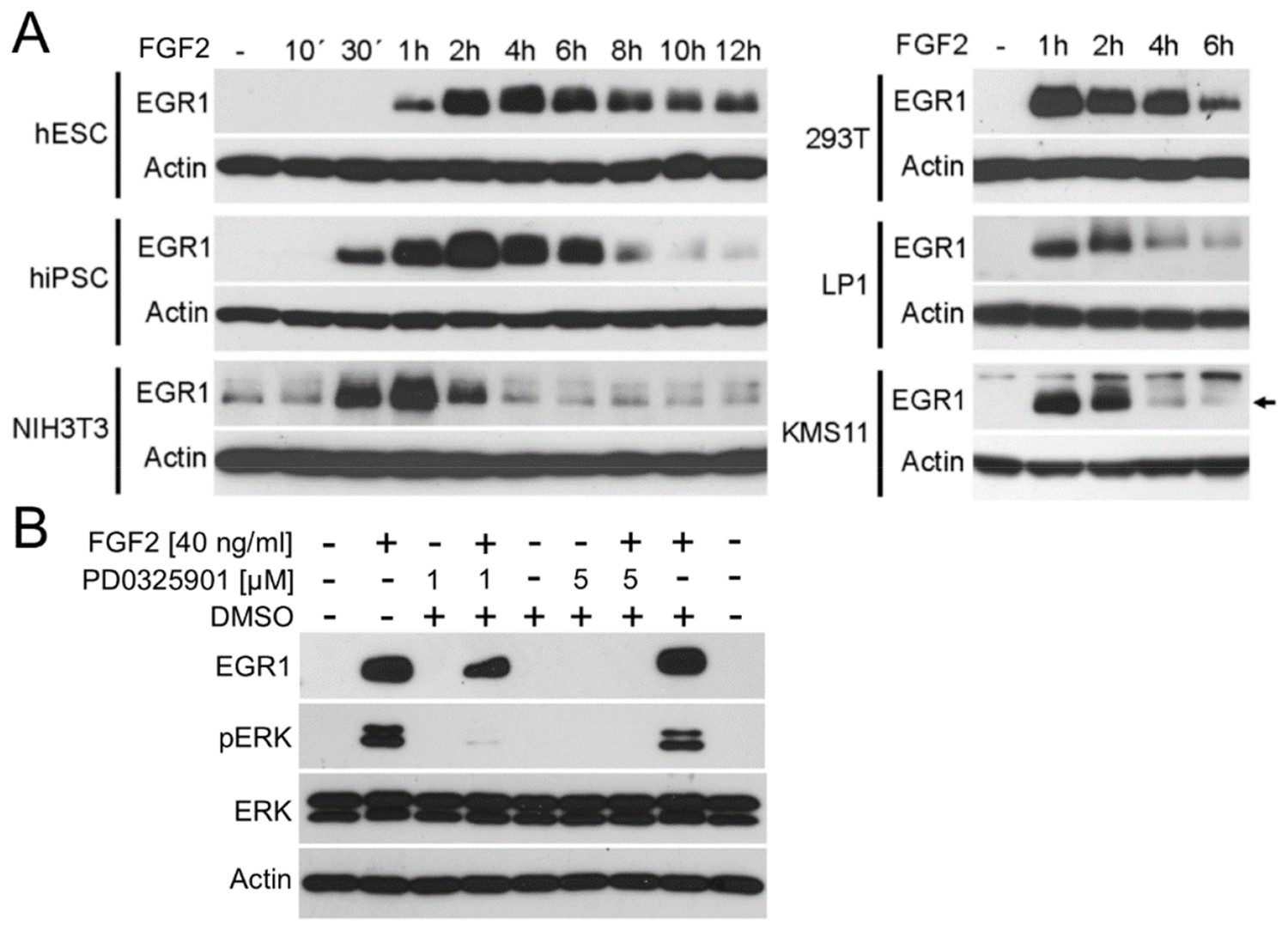 Figures And Data In One Reporter For In Cell Activity Profiling Of