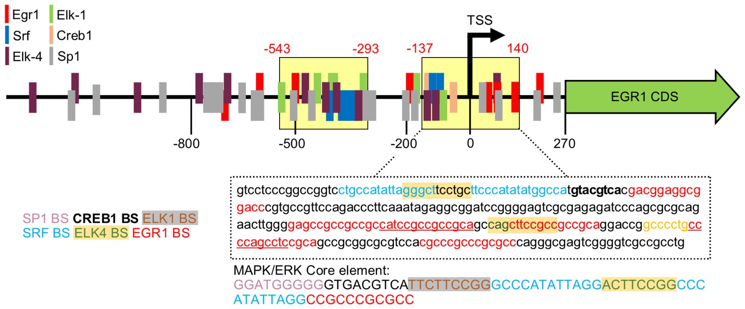 Figures And Data In One Reporter For In Cell Activity Profiling Of