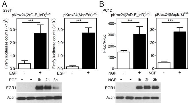 Figures And Data In One Reporter For In Cell Activity Profiling Of