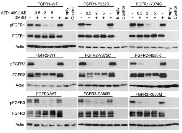 One Reporter For In Cell Activity Profiling Of Majority Of Protein