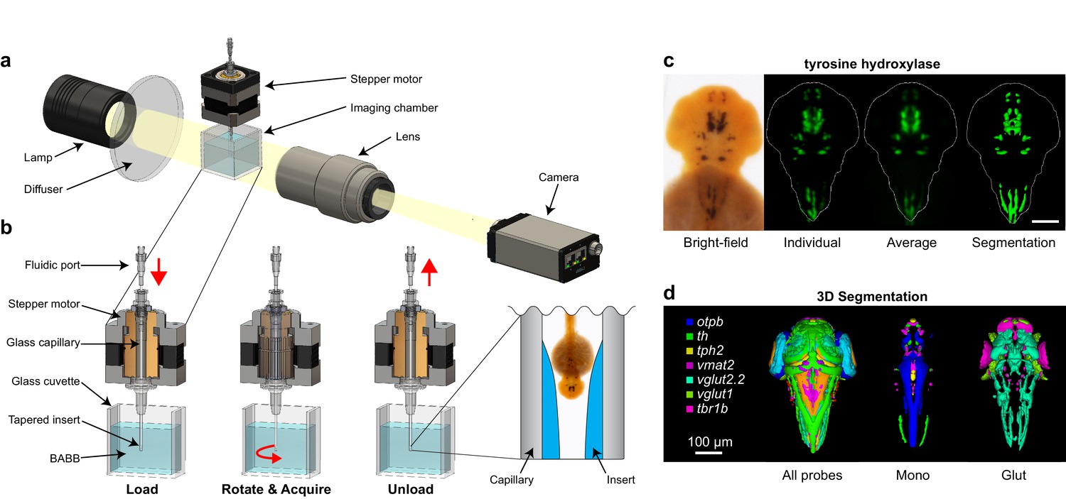 Figures And Data In Automated Deep Phenotyping Of The Vertebrate Brain
