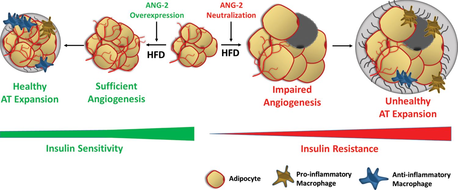 Angiopoietin-2 in white adipose tissue improves metabolic homeostasis ...