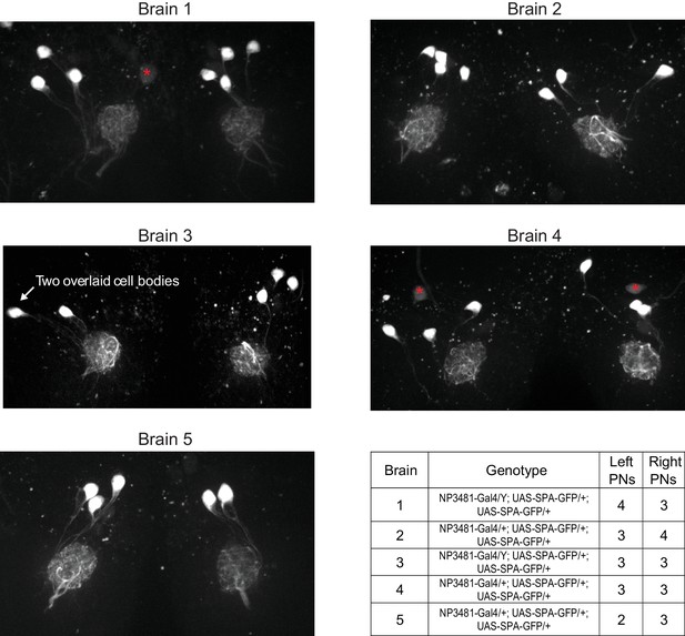 Figures And Data In Wiring Variations That Enable And Constrain Neural Computation In A Sensory