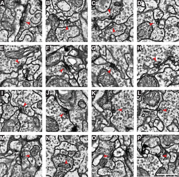 Figures And Data In Wiring Variations That Enable And Constrain Neural Computation In A Sensory