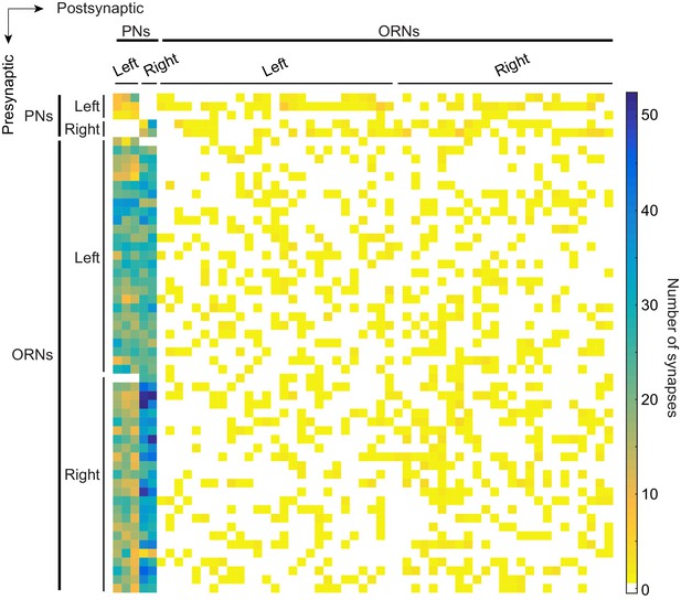 Figures And Data In Wiring Variations That Enable And Constrain Neural Computation In A Sensory