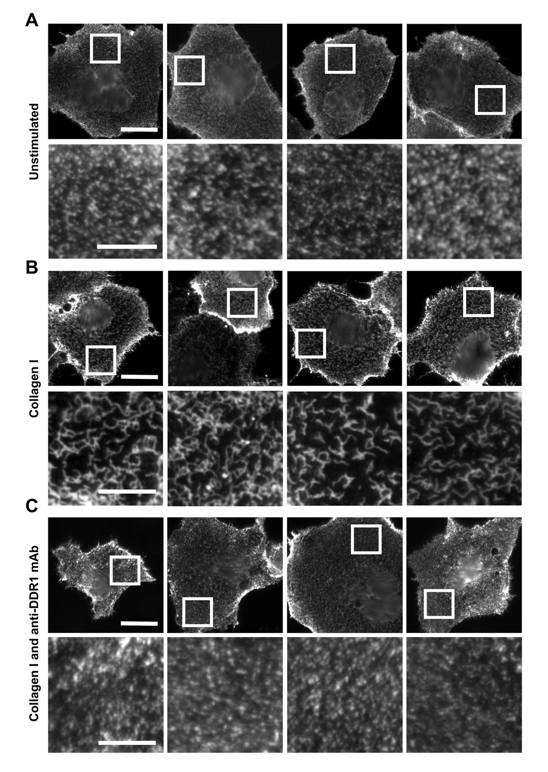 Figures And Data In Collagen Induces Activation Of Ddr1 Through Lateral