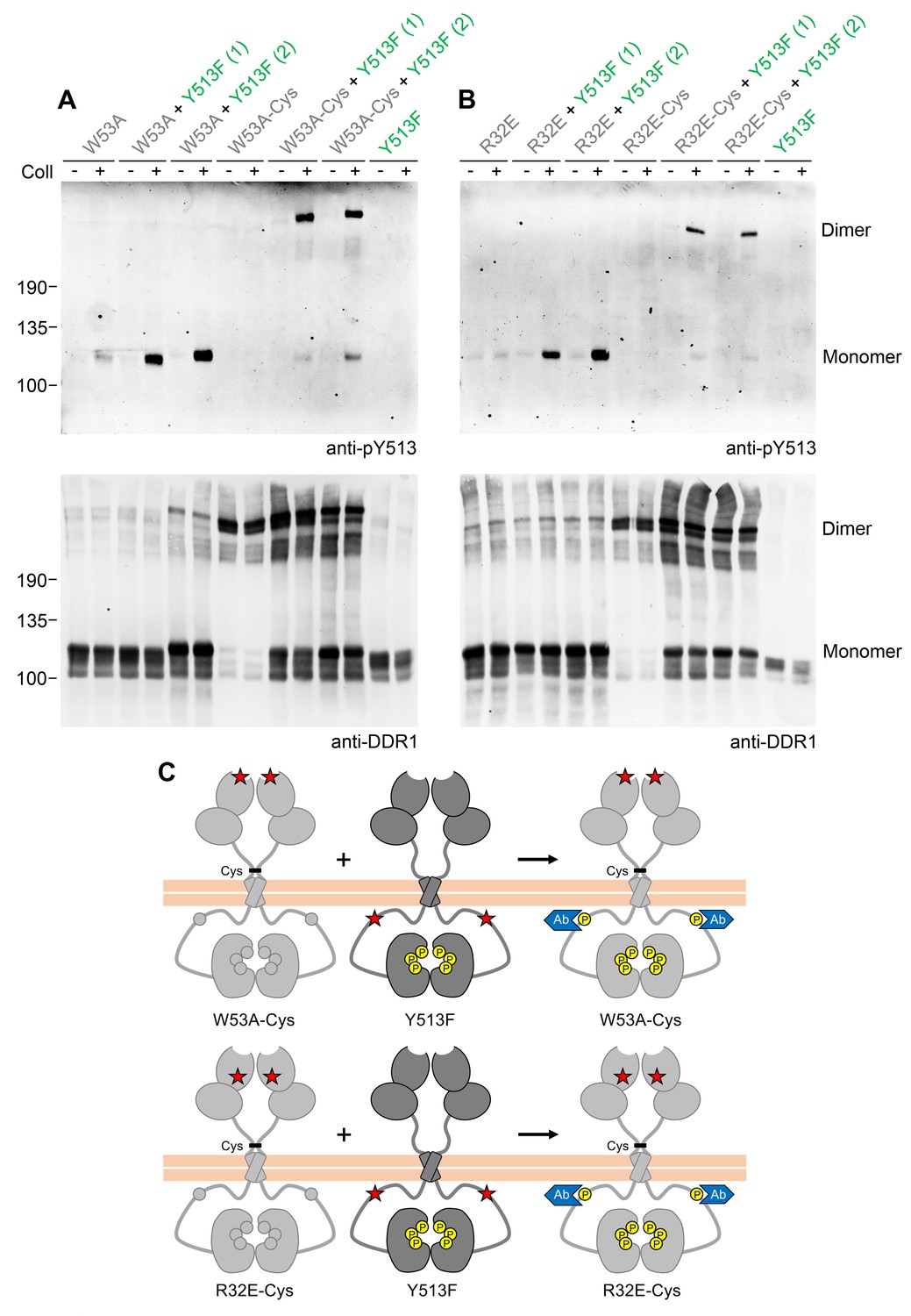 Figures And Data In Collagen Induces Activation Of Ddr1 Through Lateral
