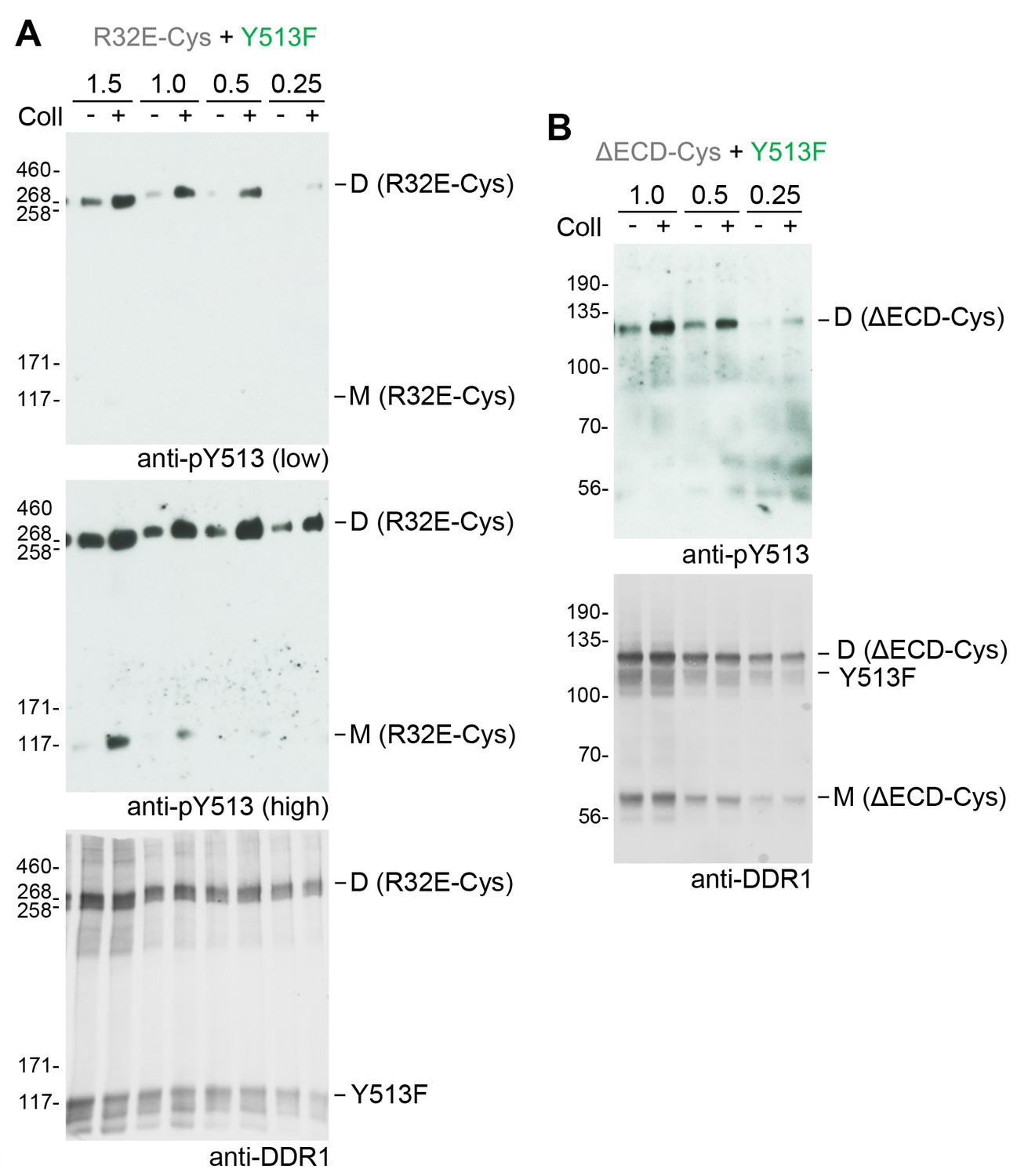 Figures And Data In Collagen Induces Activation Of Ddr1 Through Lateral