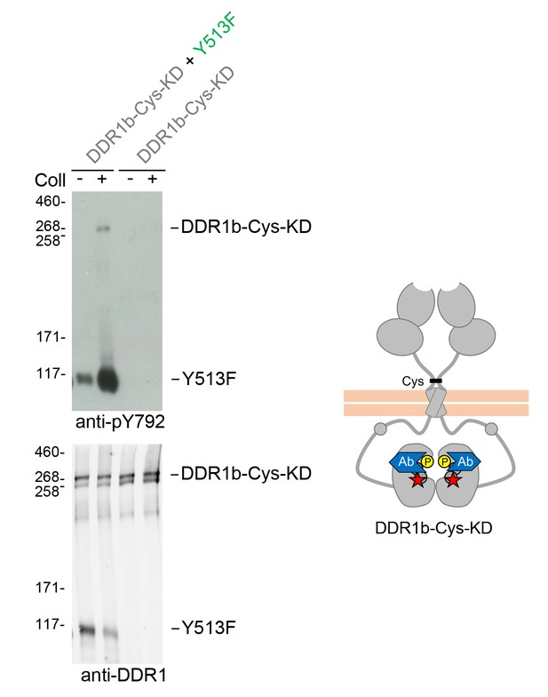 Figures And Data In Collagen Induces Activation Of Ddr1 Through Lateral