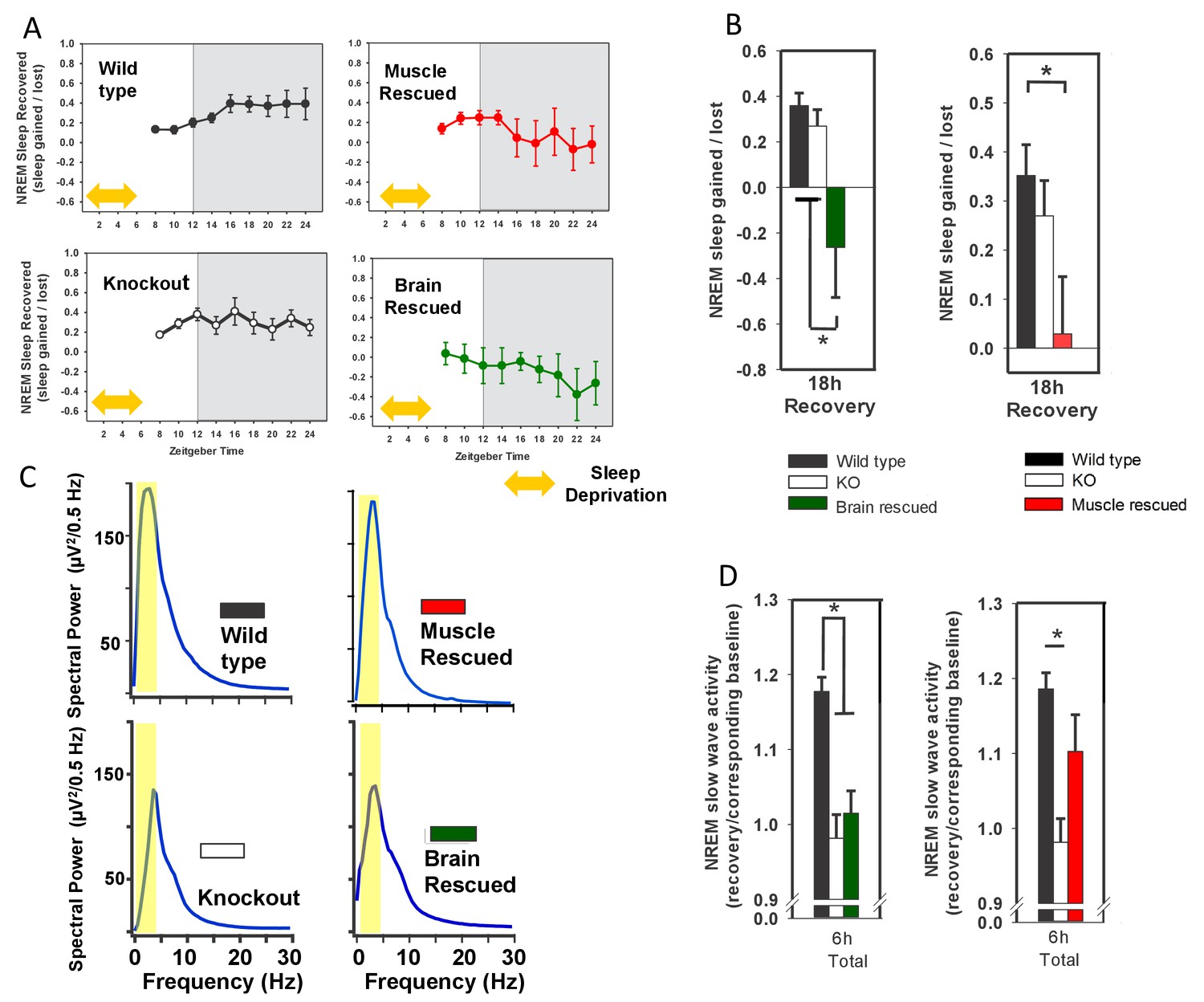 Bmal1 Function In Skeletal Muscle Regulates Sleep Elife