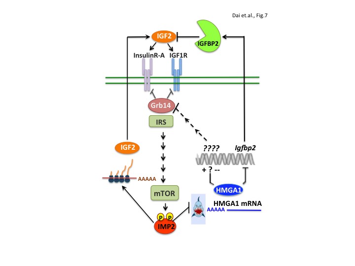Figures And Data In Igf2 Mrna Binding Protein 2 Is A Tumor Promoter