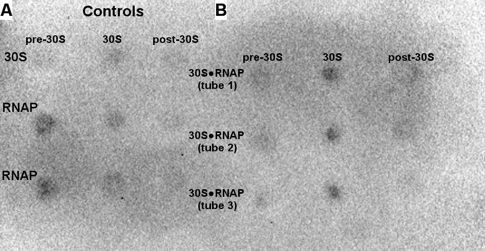 Figures and data in Structure of RNA polymerase bound to ribosomal 30S ...