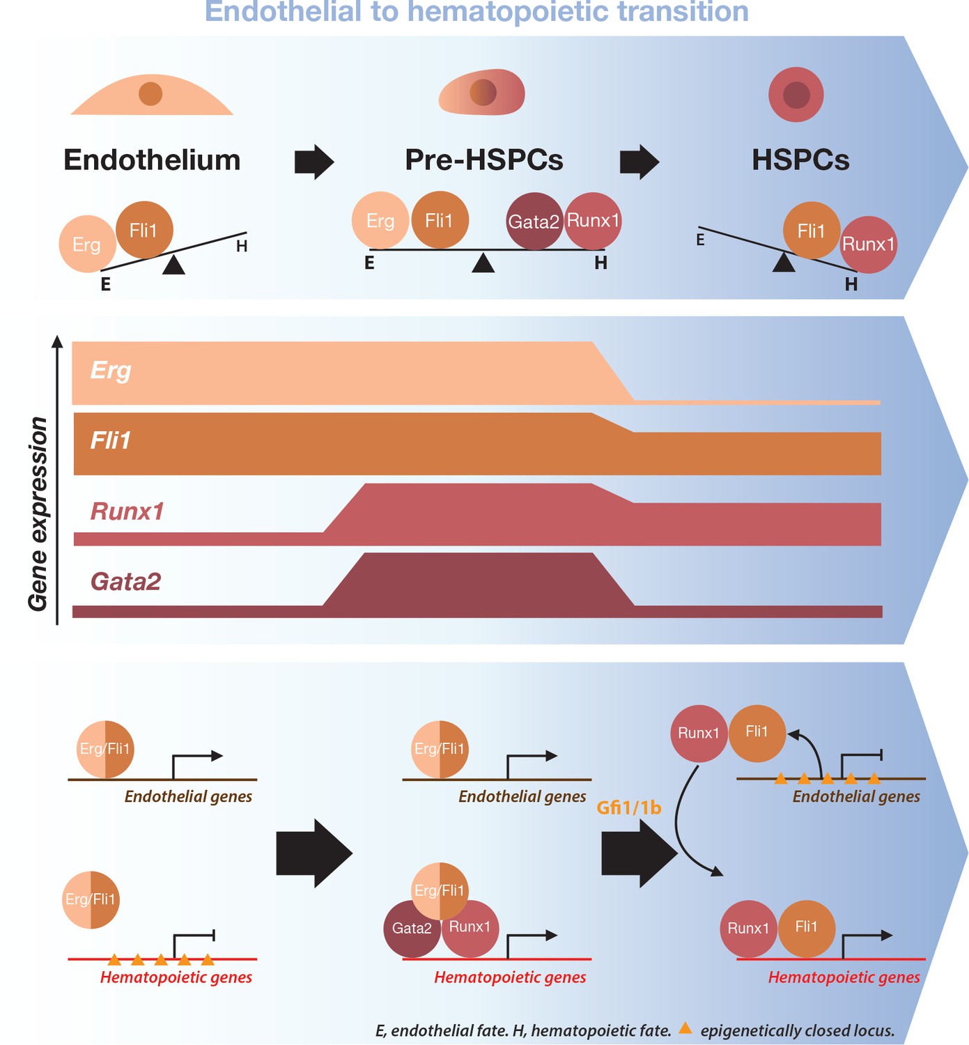 Figures And Data In Single Cell Transcriptomics Reveals A New Dynamical
