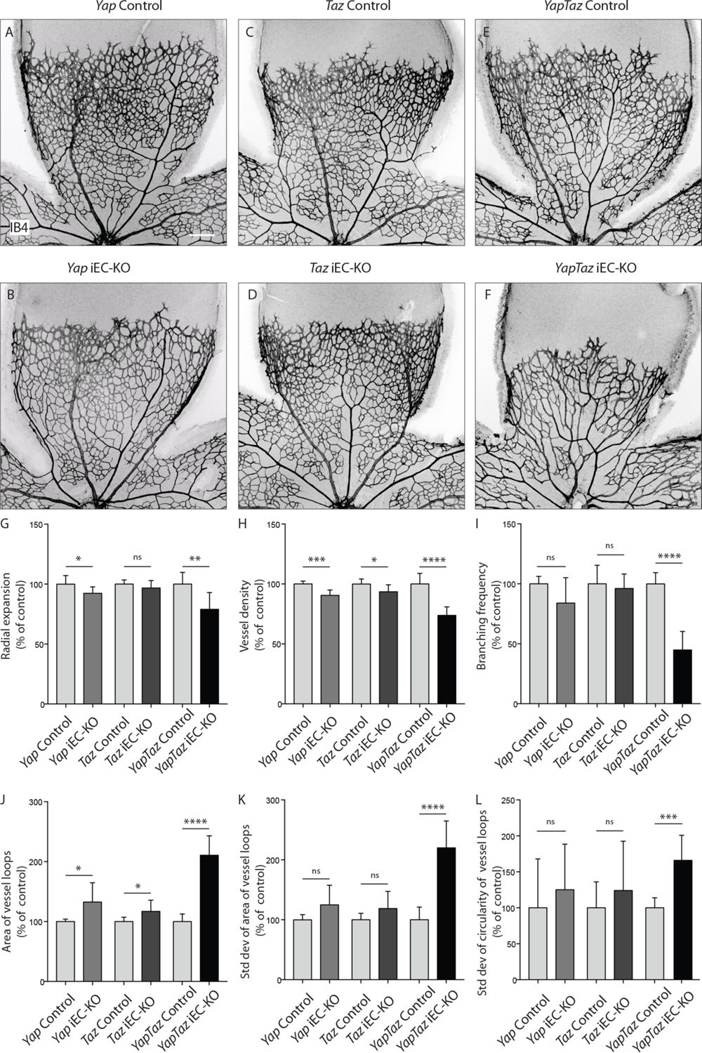 YAP and TAZ regulate adherens junction dynamics and endothelial cell ...