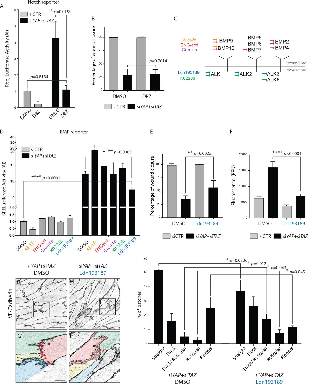 YAP and TAZ regulate adherens junction dynamics and endothelial cell ...