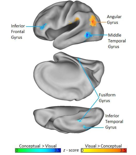 Figures And Data In Integrative And Distinctive Coding Of Visual And Conceptual Object Features