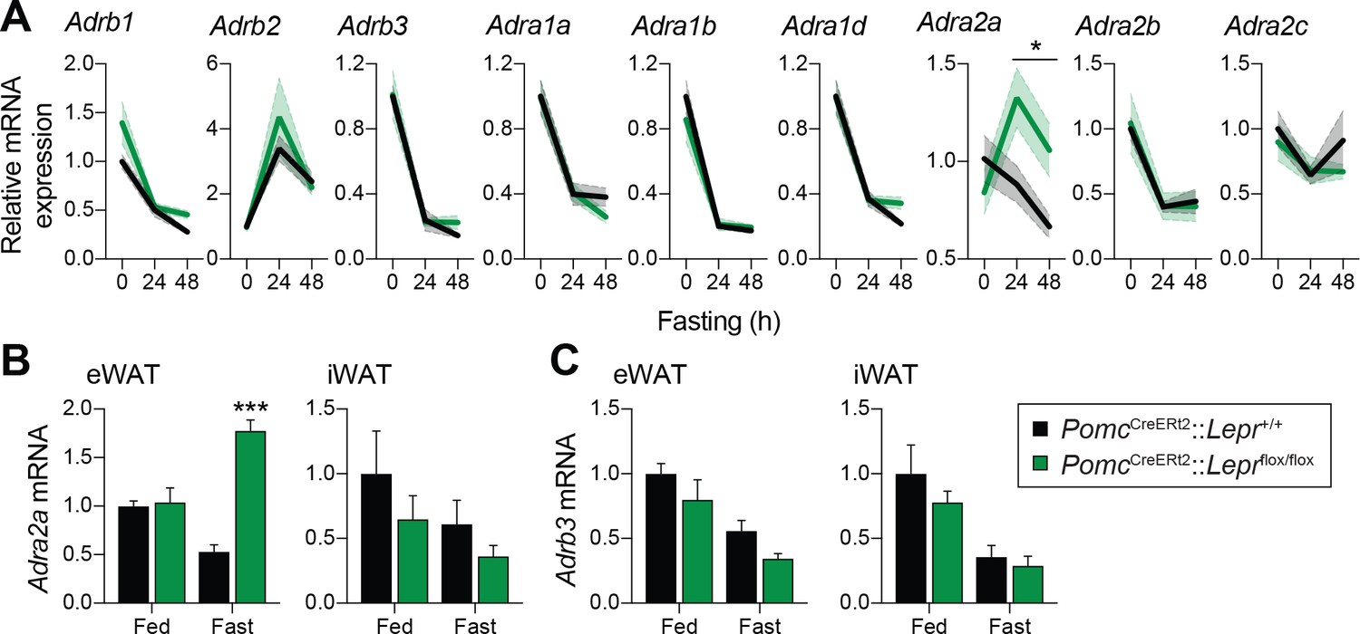 Pomc Neurons Expressing Leptin Receptors Coordinate Metabolic Responses