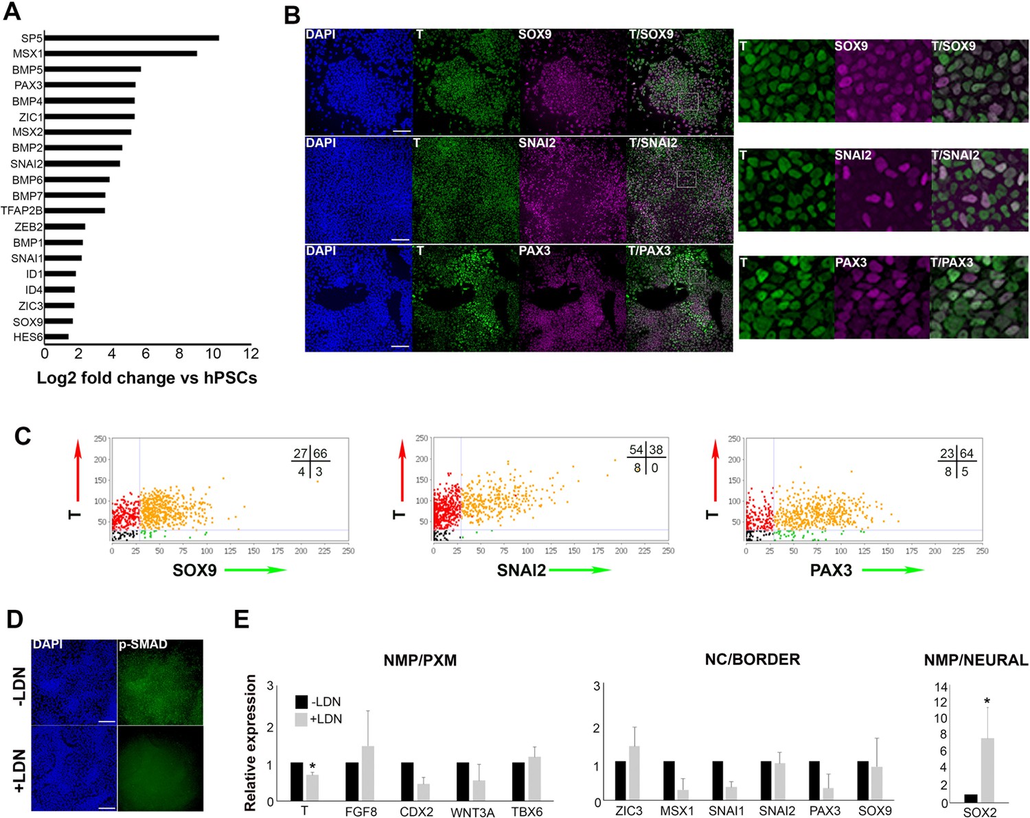 Human Axial Progenitors Generate Trunk Neural Crest Cells In Vitro Elife