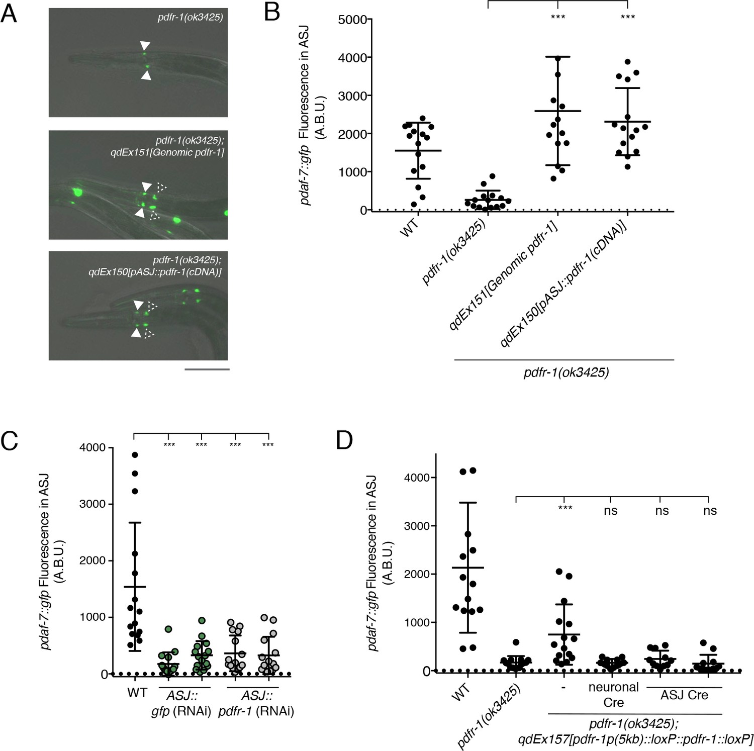 Figures And Data In Pdf 1 Neuropeptide Signaling Regulates Sexually