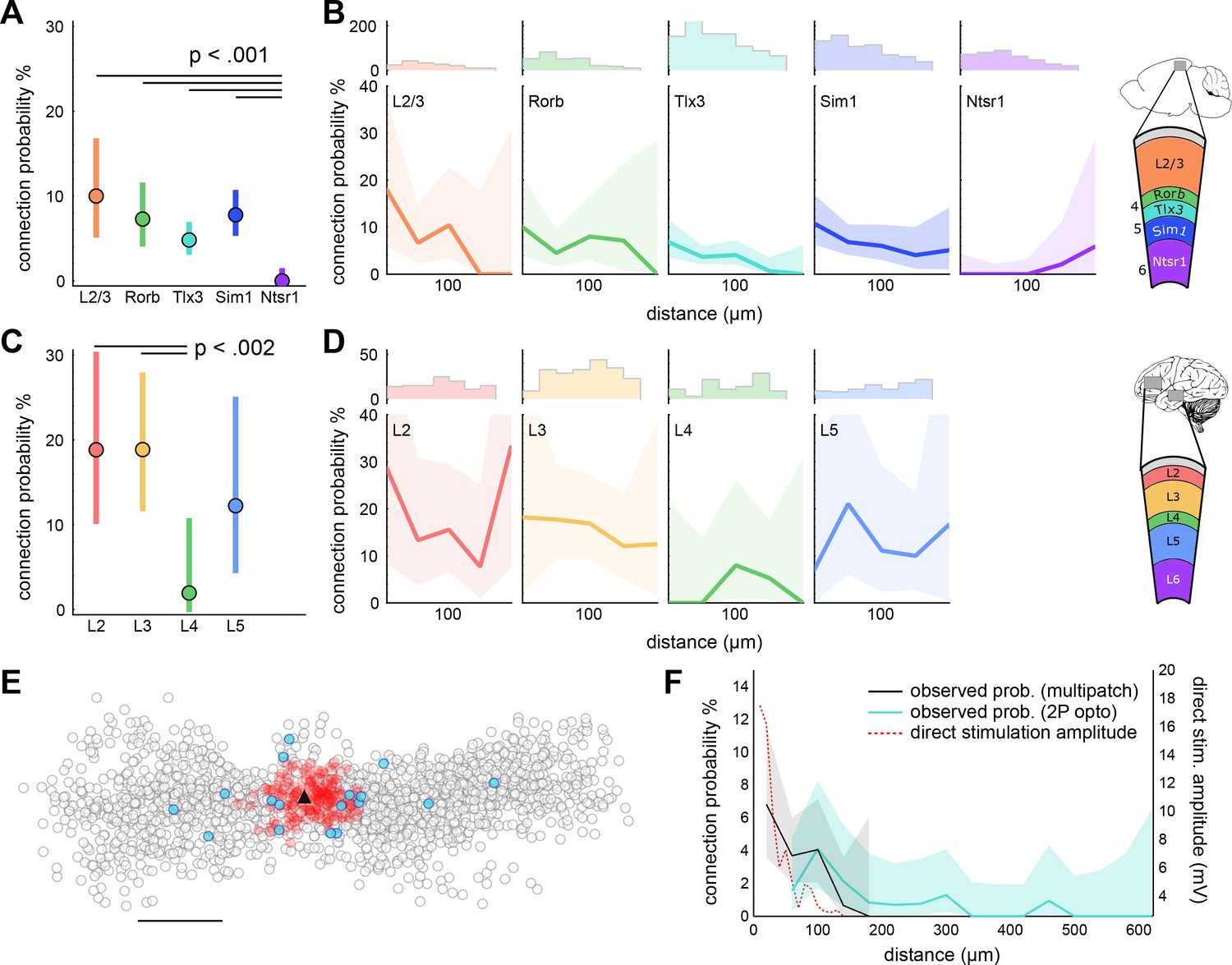 Sparse Recurrent Excitatory Connectivity In The Microcircuit Of The