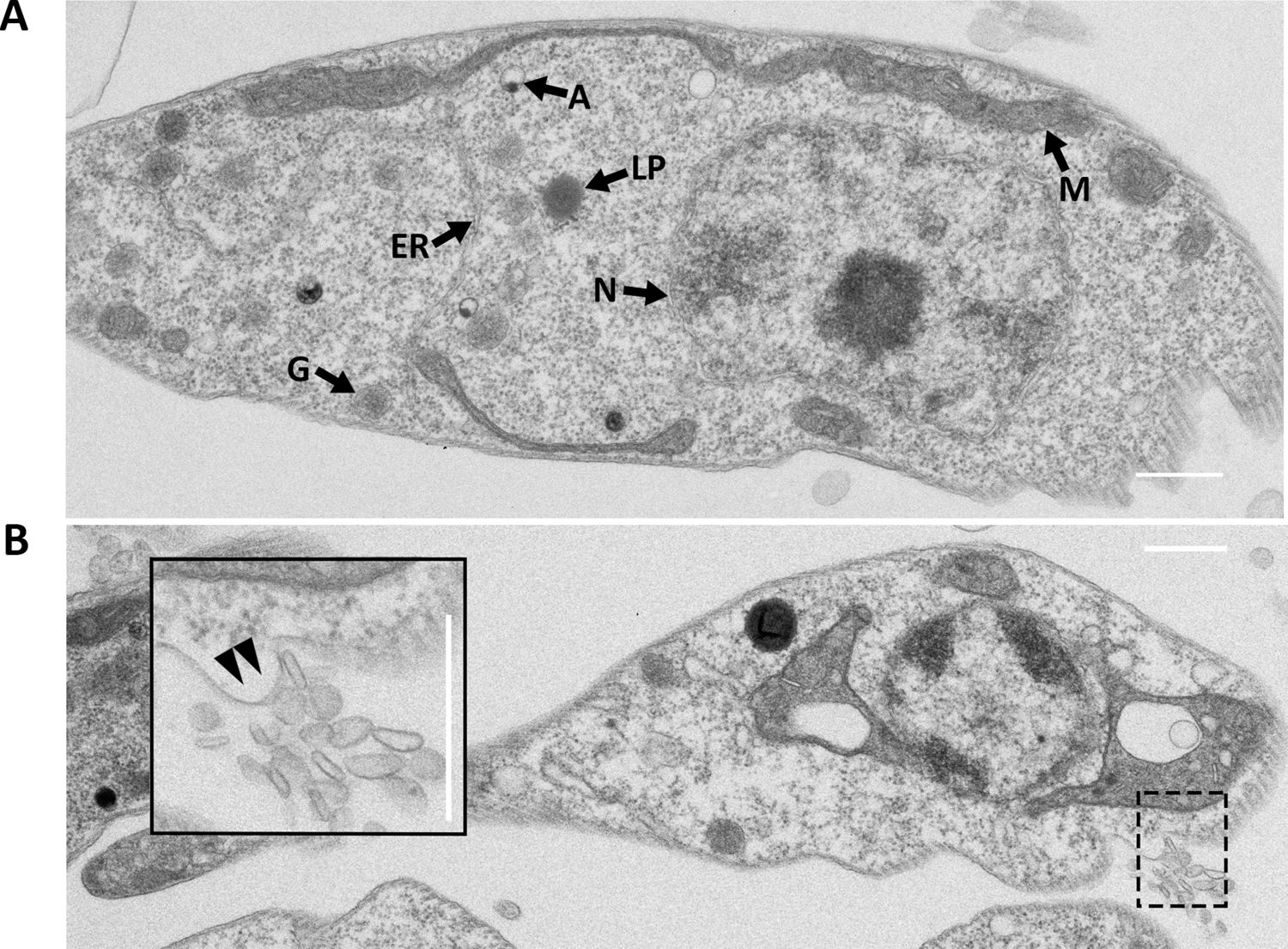 Figures and data in Tryparedoxin peroxidase-deficiency commits ...
