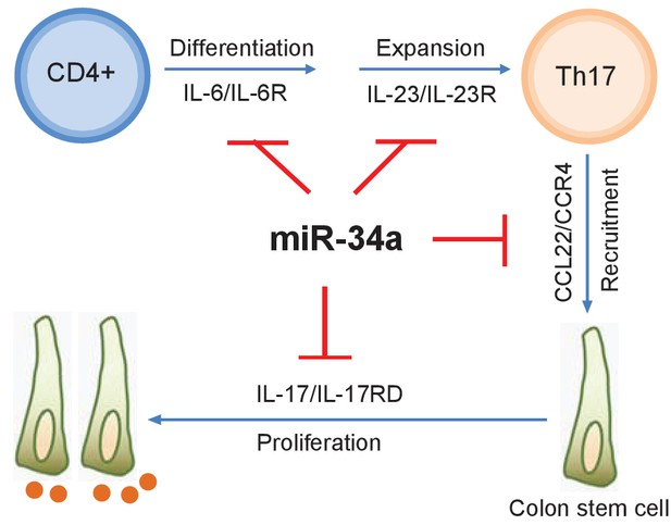 Mir 34a Is A Microrna Safeguard For Citrobacter Induced Inflammatory