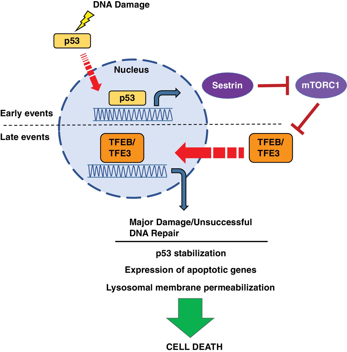 The Transcription Factors Tfe3 And Tfeb Amplify P53 Dependent