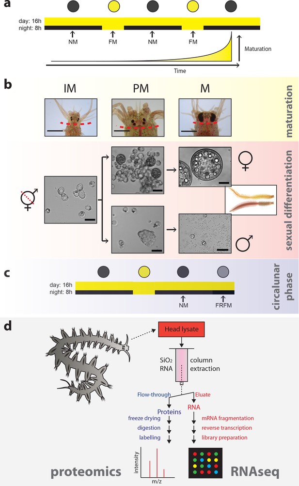 Figures And Data In Combined Transcriptome And Proteome Profiling