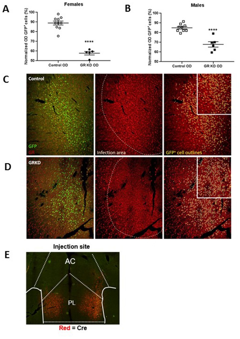 Conditional Deletion Of Glucocorticoid Receptors In Rat Brain Results In Sex Specific Deficits