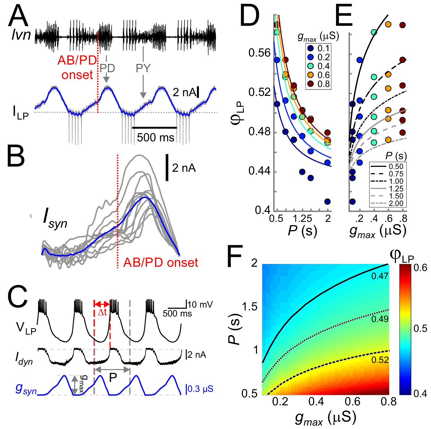 Short Term Synaptic Dynamics Control The Activity Phase Of Neurons In An Oscillatory Network Elife