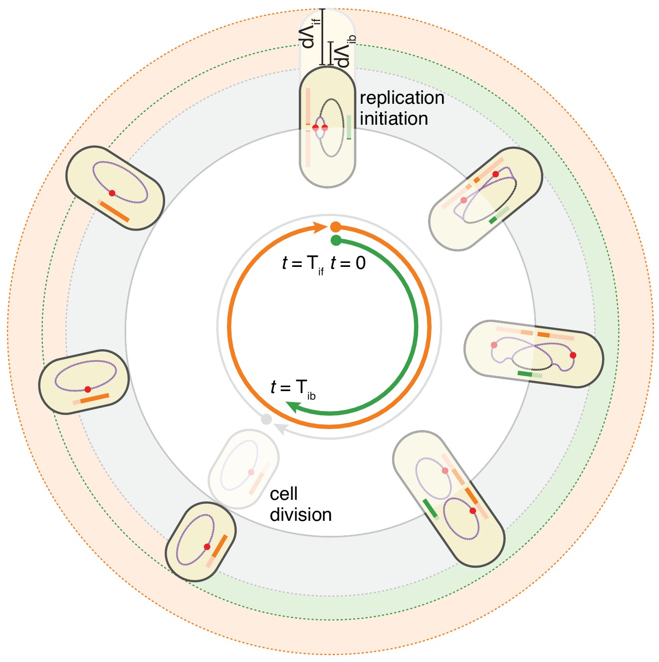 Figures And Data In Initiation Of Chromosome Replication Controls Both Division And Replication