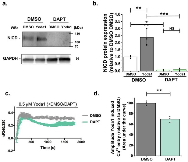 Figures And Data In Shear Stress Activates Adam10 Sheddase To Regulate