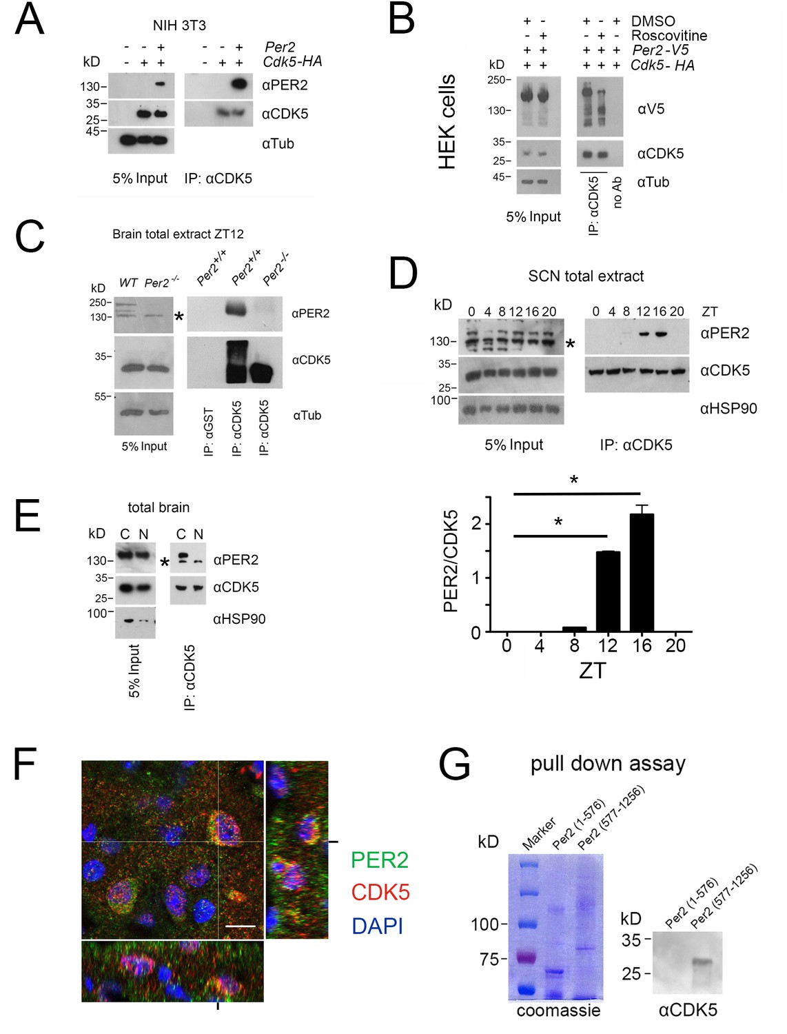 Cyclin Dependent Kinase 5 Cdk5 Regulates The Circadian Clock Elife