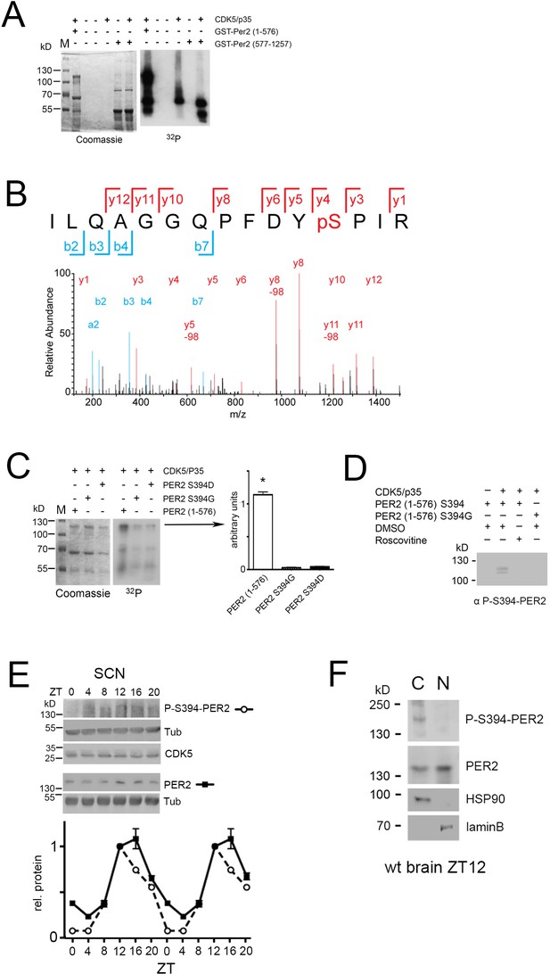 Cyclin Dependent Kinase 5 Cdk5 Regulates The Circadian Clock Elife