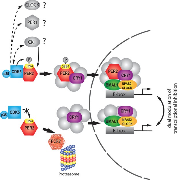 Cyclin Dependent Kinase 5 Cdk5 Regulates The Circadian Clock Elife