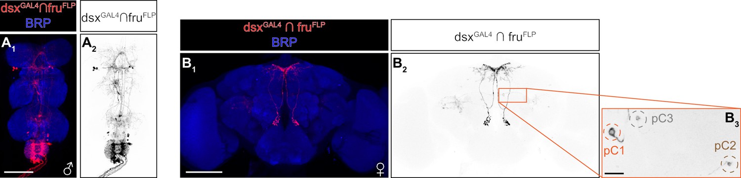 Figures And Data In Sex Determining Genes Distinctly Regulate Courtship