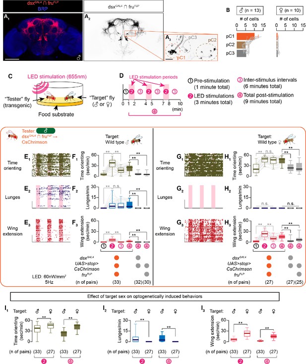 Figures And Data In Sex Determining Genes Distinctly Regulate Courtship