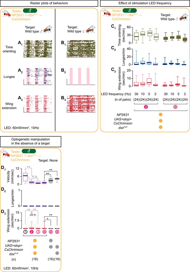Figures And Data In Sex Determining Genes Distinctly Regulate Courtship