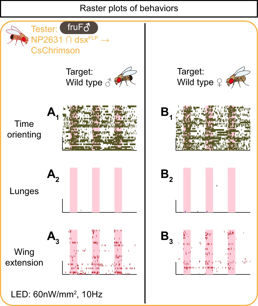 Figures And Data In Sex Determining Genes Distinctly Regulate Courtship