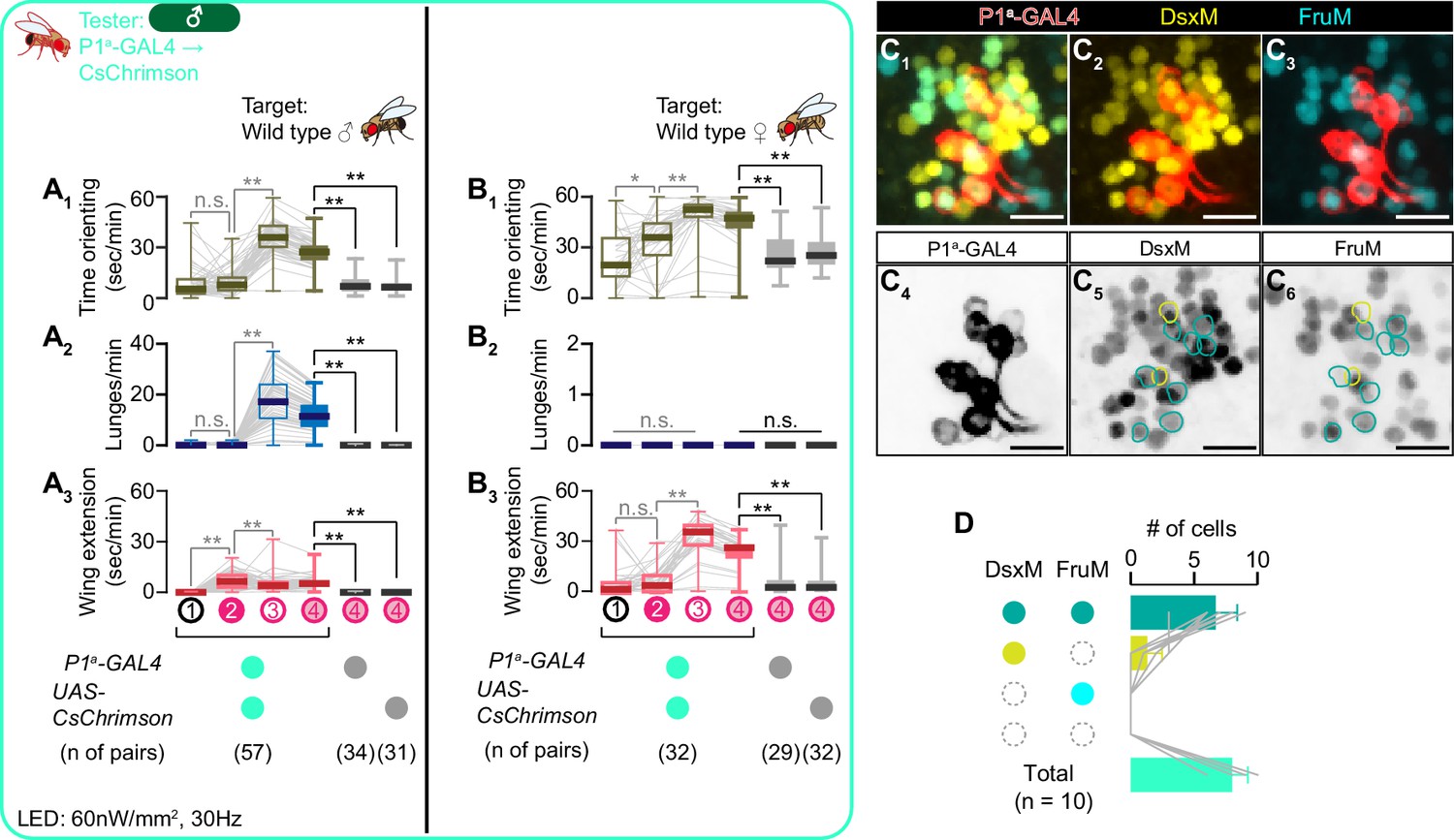 Figures And Data In Sex Determining Genes Distinctly Regulate Courtship