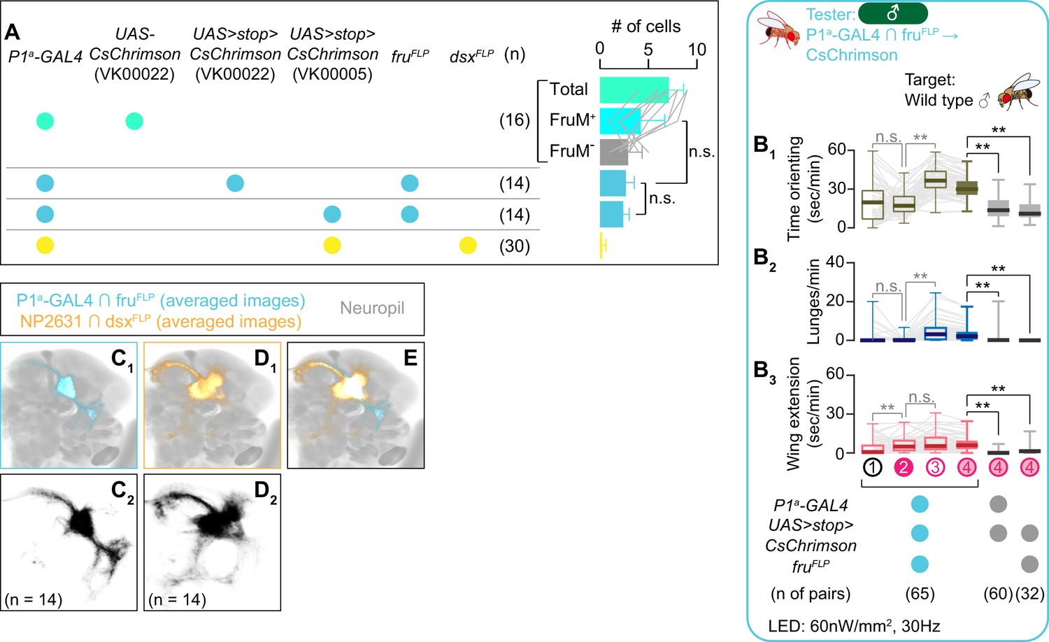 Figures And Data In Sex Determining Genes Distinctly Regulate Courtship