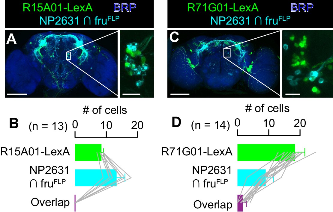 Figures And Data In Sex Determining Genes Distinctly Regulate Courtship