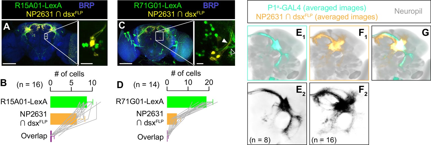 Sex Determining Genes Distinctly Regulate Courtship Capability And