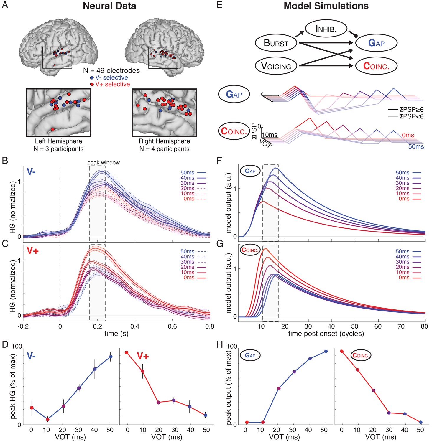 Figures And Data In Transformation Of A Temporal Speech Cue To A Spatial Neural Code In Human