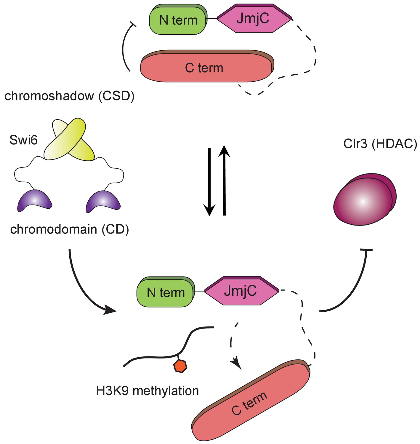 An H3k9 Methylation Dependent Protein Interaction Regulates The Non